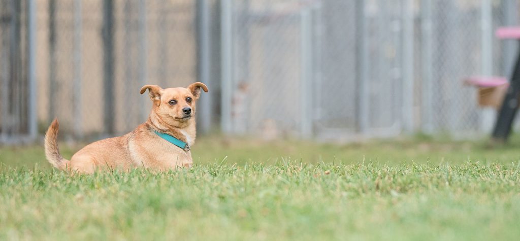 ContactUs - Heartland Animal Shelter