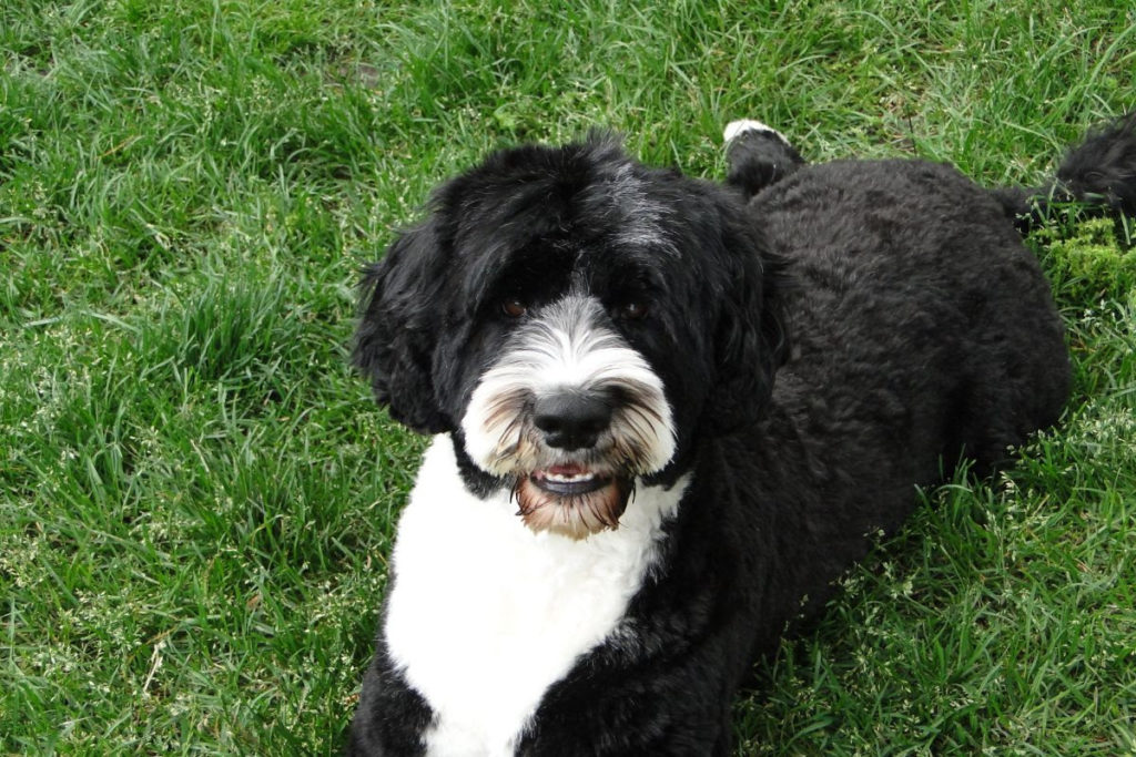 Dani Dog - Heartland Animal Shelter