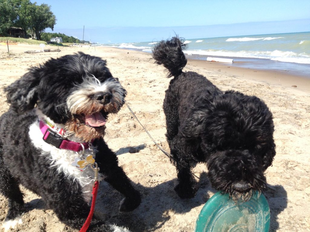 Dani Dog 3 - Heartland Animal Shelter