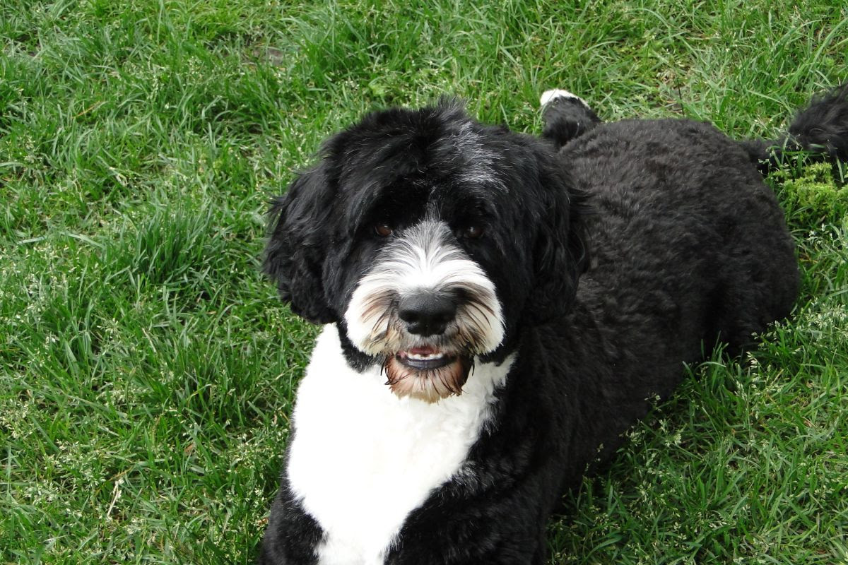 Dani Dog - Heartland Animal Shelter