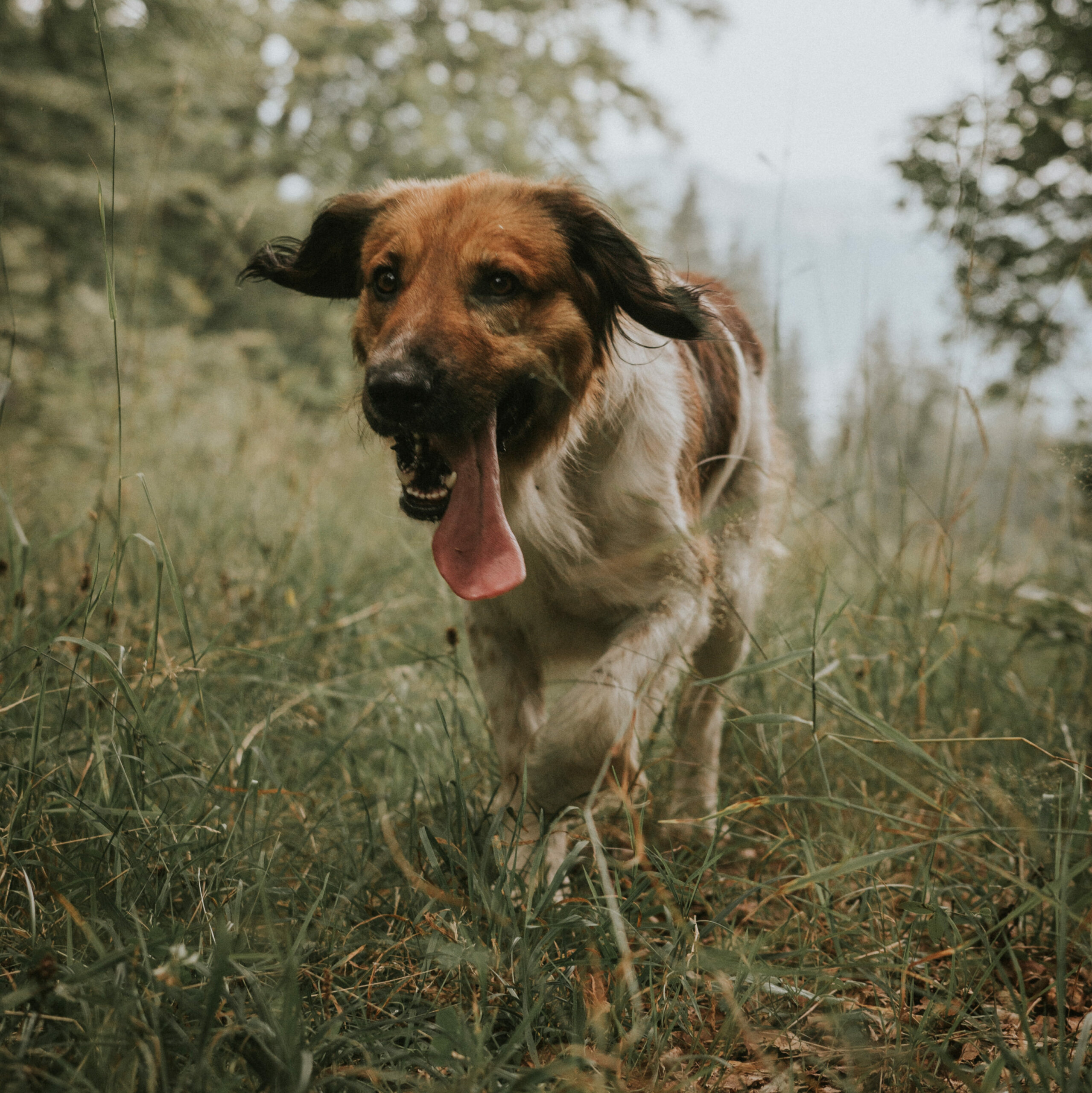 Canva - Dog Walking On Green Grass - Heartland Animal Shelter