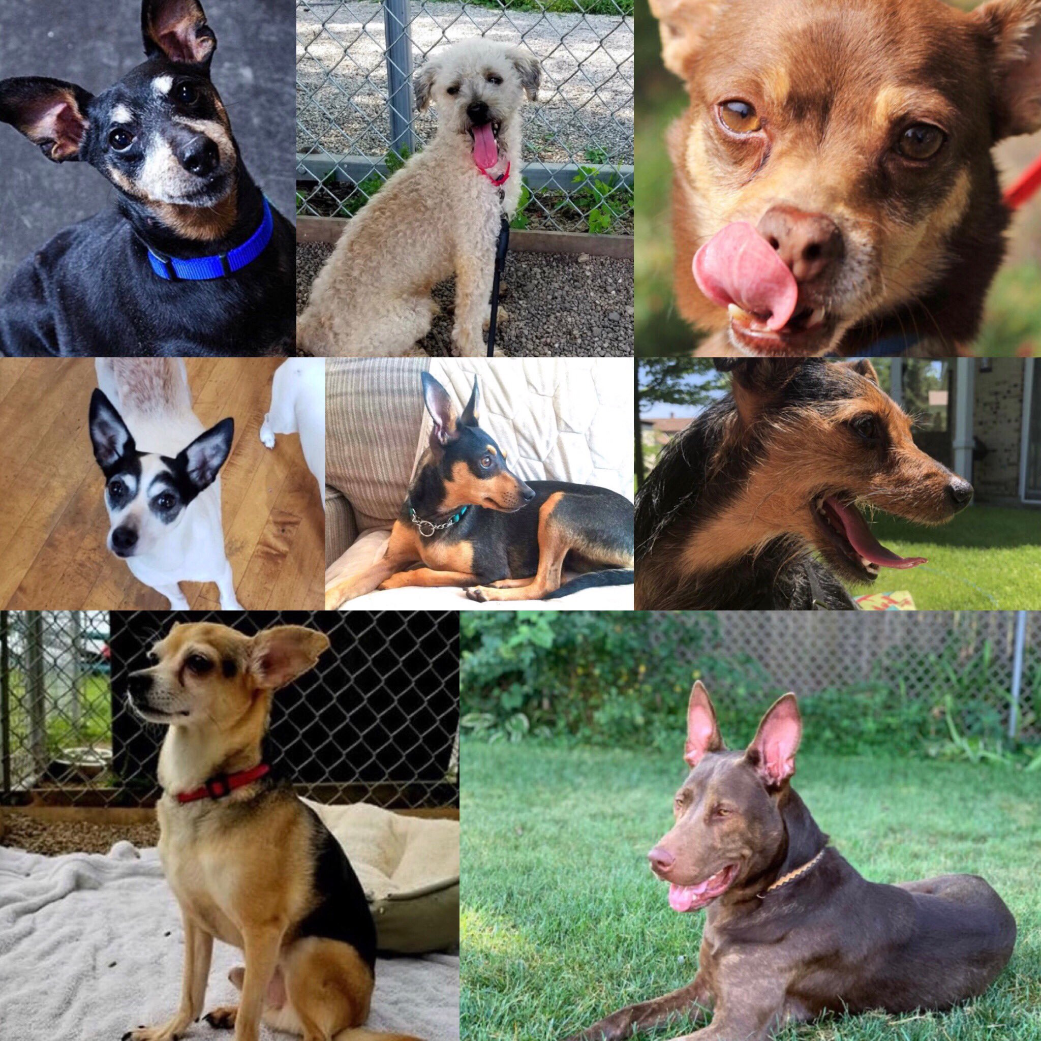 Dogtober - Heartland Animal Shelter