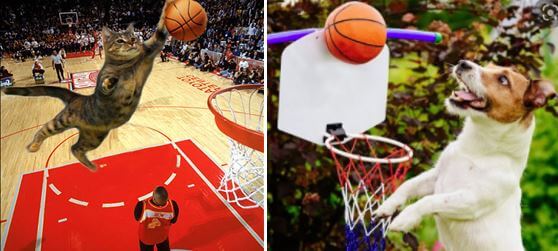 Cat Dog Ball - Heartland Animal Shelter