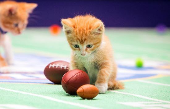 Cat Football - Heartland Animal Shelter